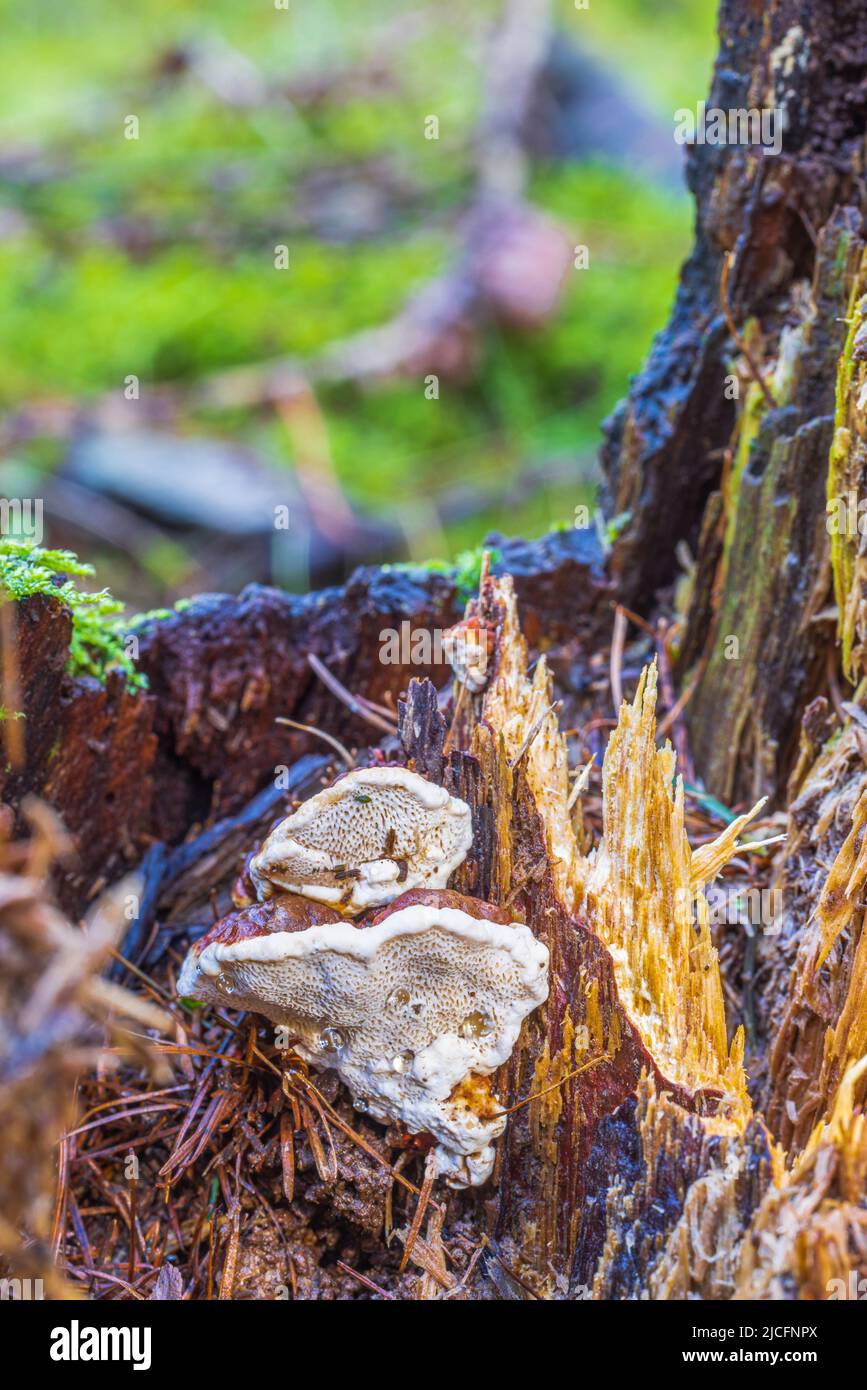 A root sponge grows on dead wood Stock Photo - Alamy