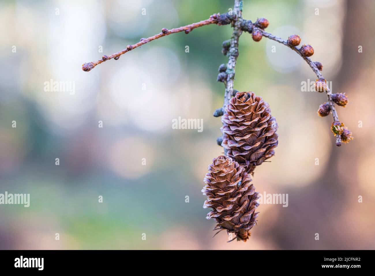 Cone In Nature