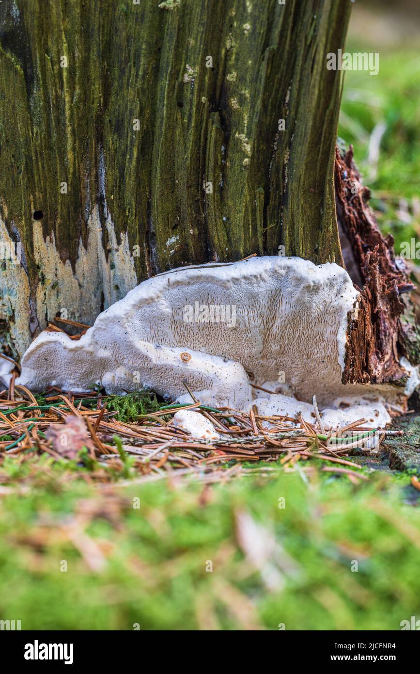 A root sponge grows on dead wood Stock Photo - Alamy