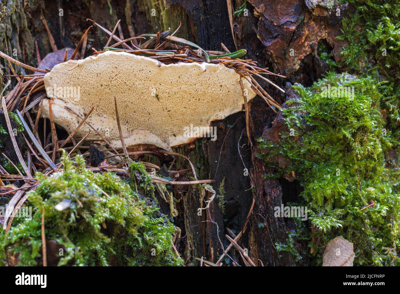 A root sponge grows on dead wood Stock Photo - Alamy