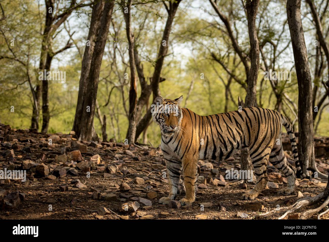 wild bengal female tiger side profile standing in natural scenic green ...