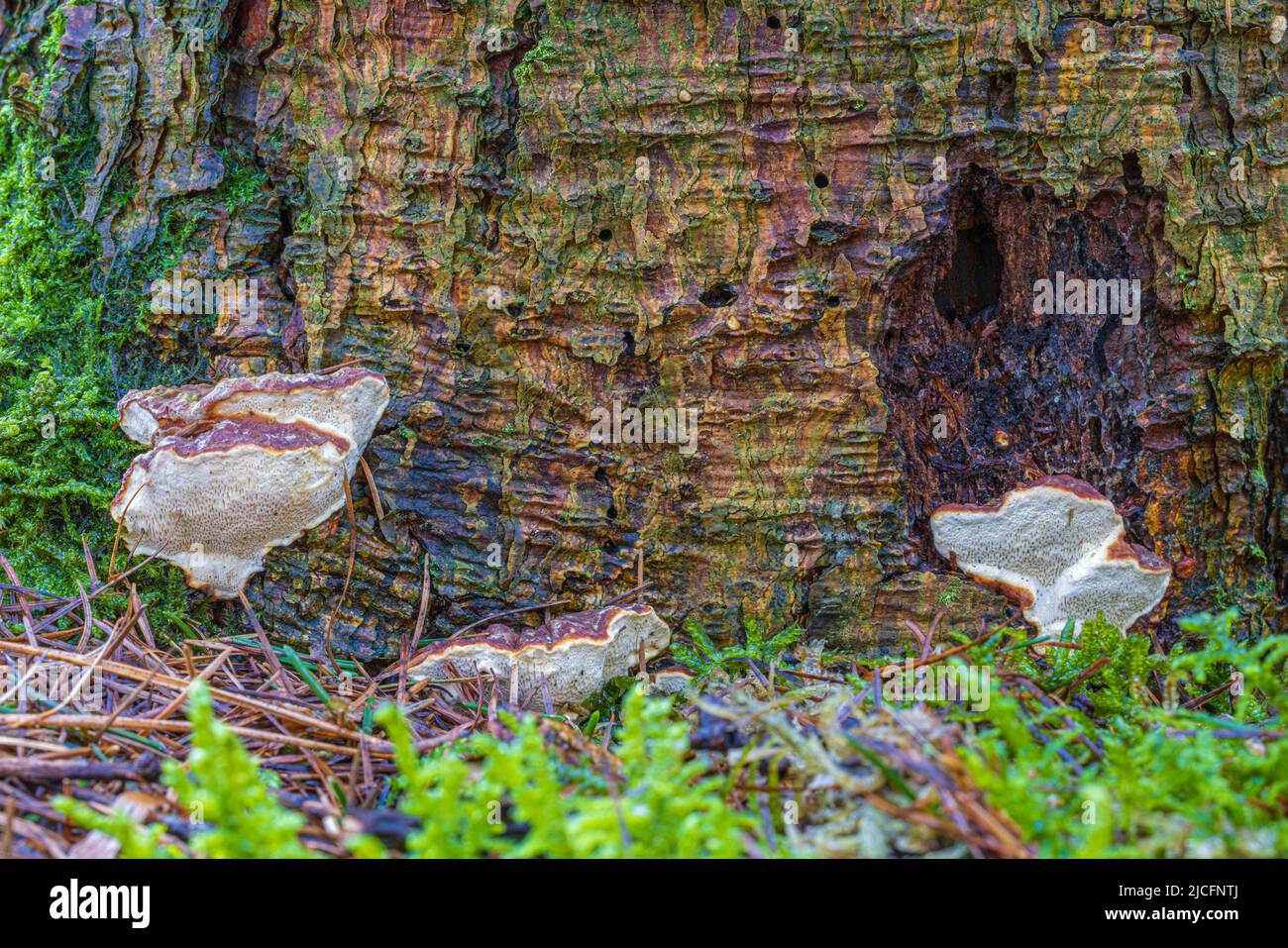 A root sponge grows on dead wood Stock Photo - Alamy