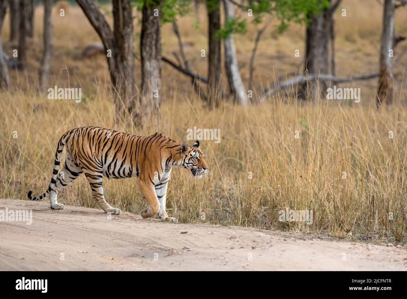 wild bengal female tiger on stroll or walking in scenic background ...