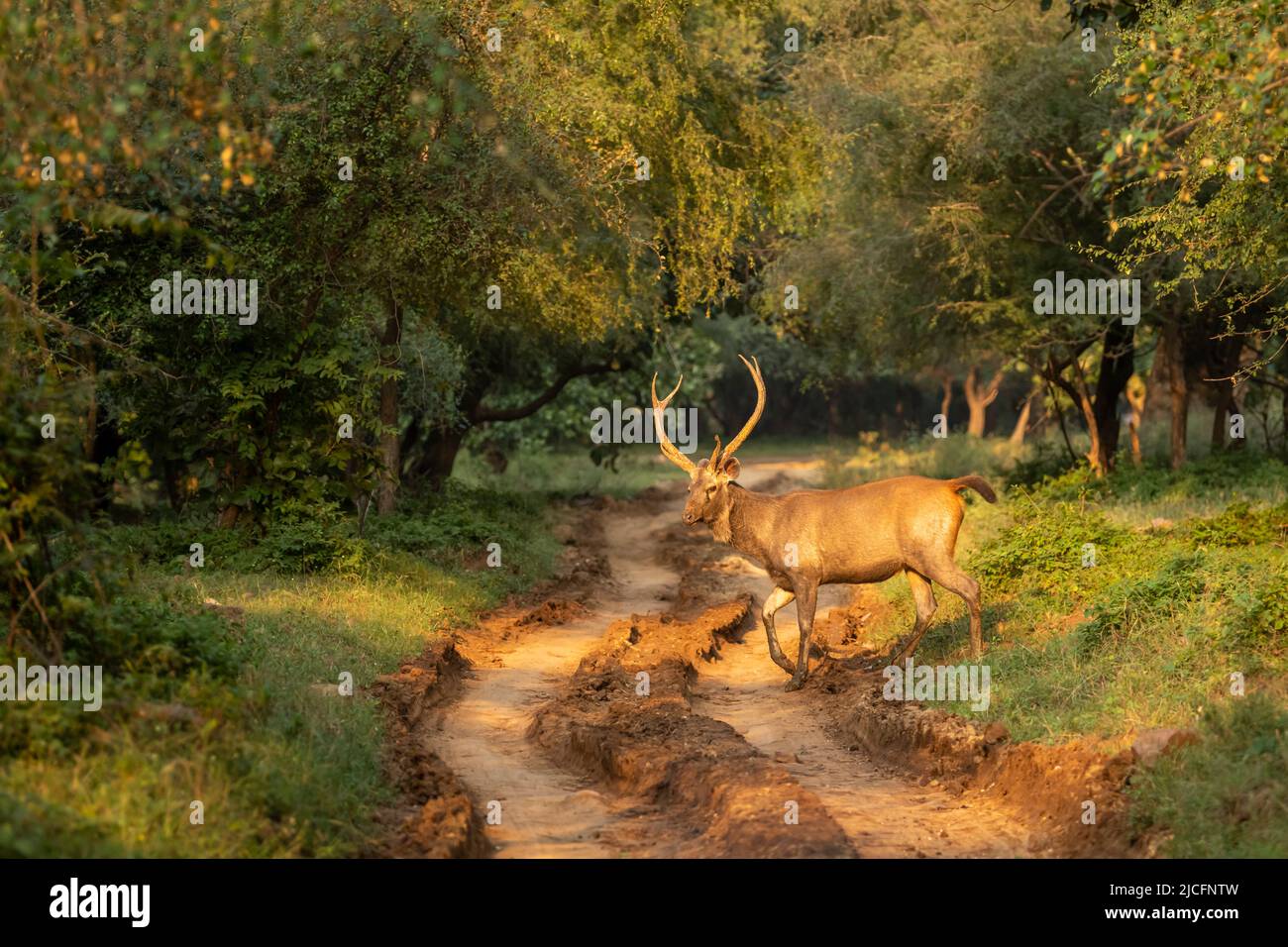 large adult wild male Sambar deer or rusa unicolor with long antlers ...