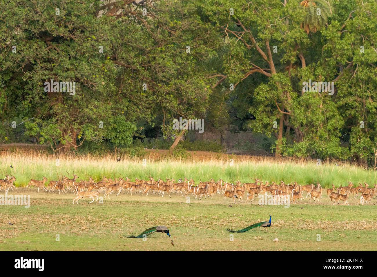 Chital running hi-res stock photography and images - Alamy