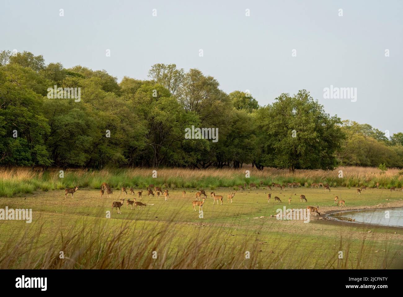 spotted deer chital or axis deer cheetal large herd group or family ...