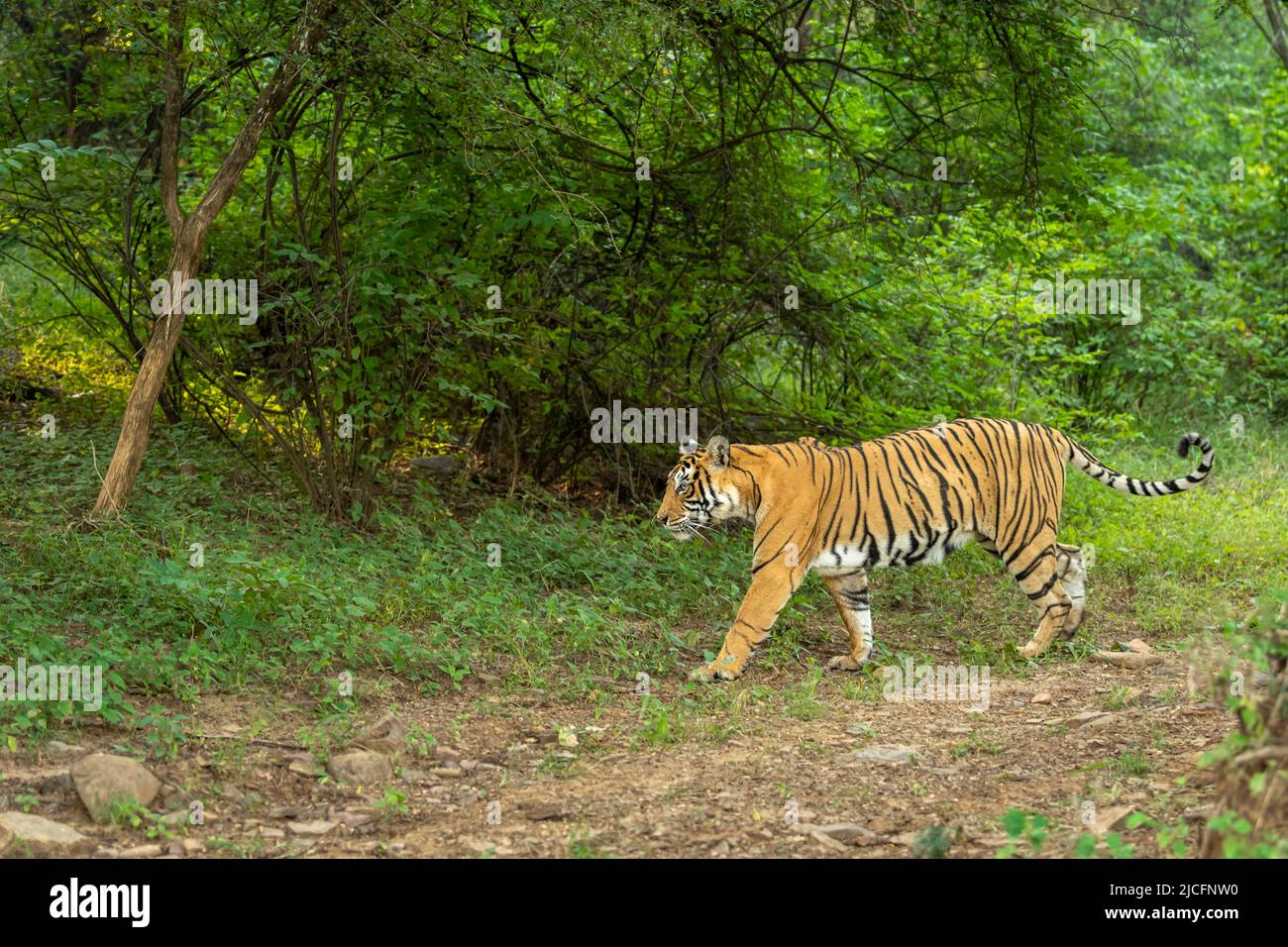 wild bengal female tiger side profile tail up in natural scenic green ...