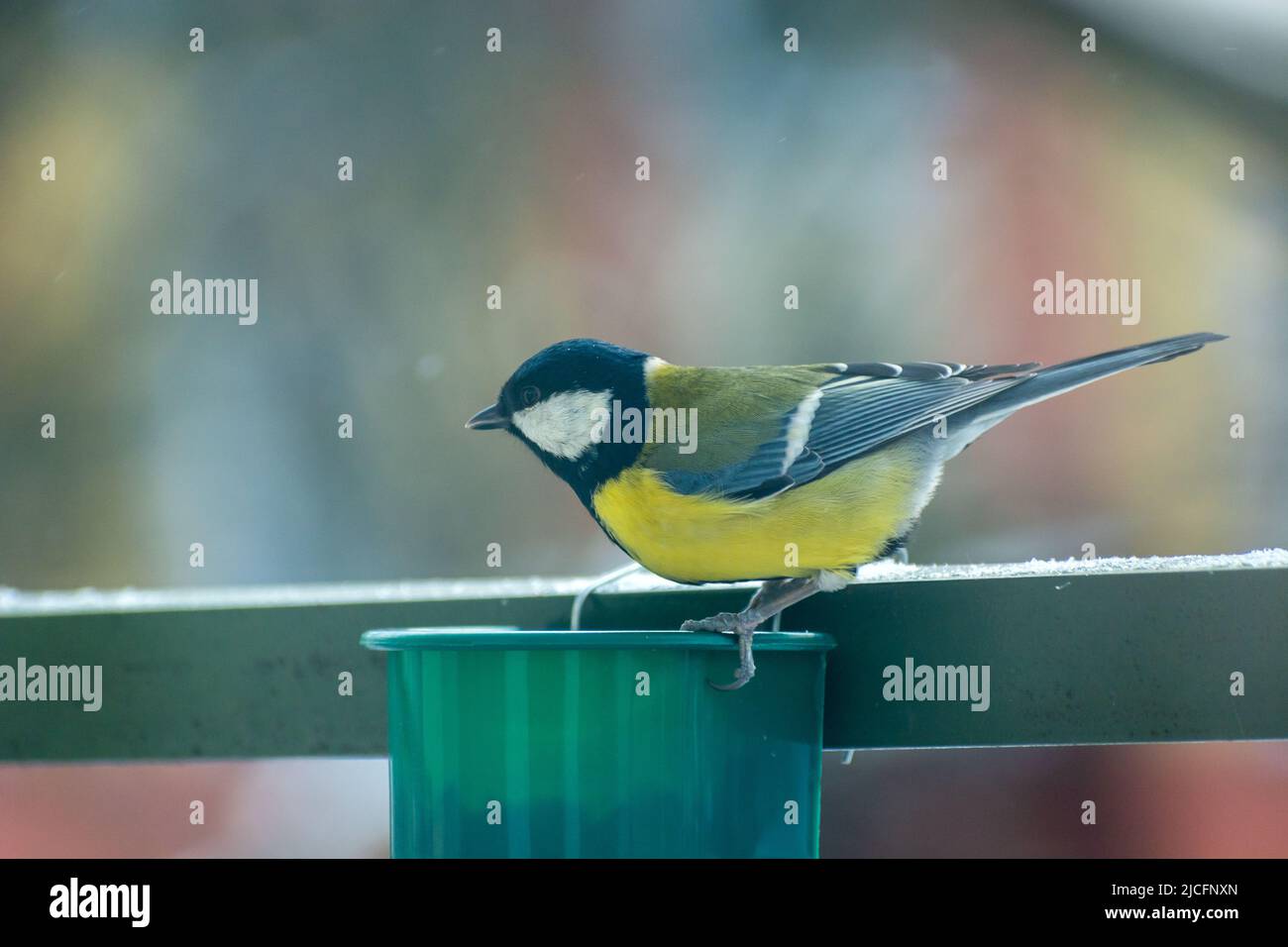 Yellow tit at the feeder on the terrace, bird portrait Stock Photo - Alamy