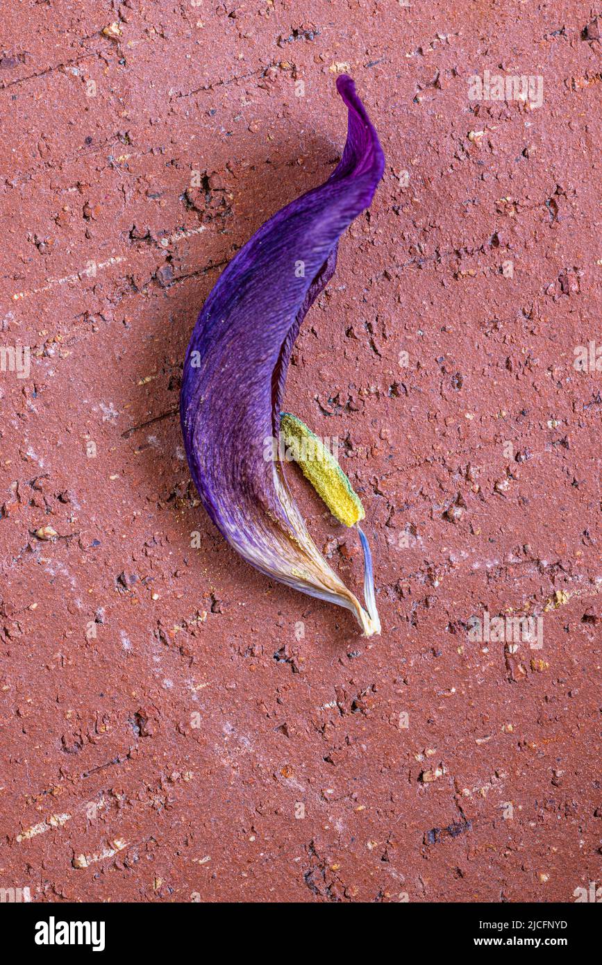 Dried up tulip leaf hi-res stock photography and images - Alamy