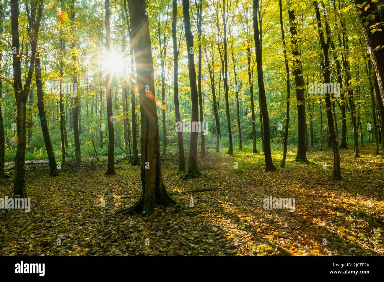 Sun and shadows in a moody forest, nature landscape Stock Photo - Alamy