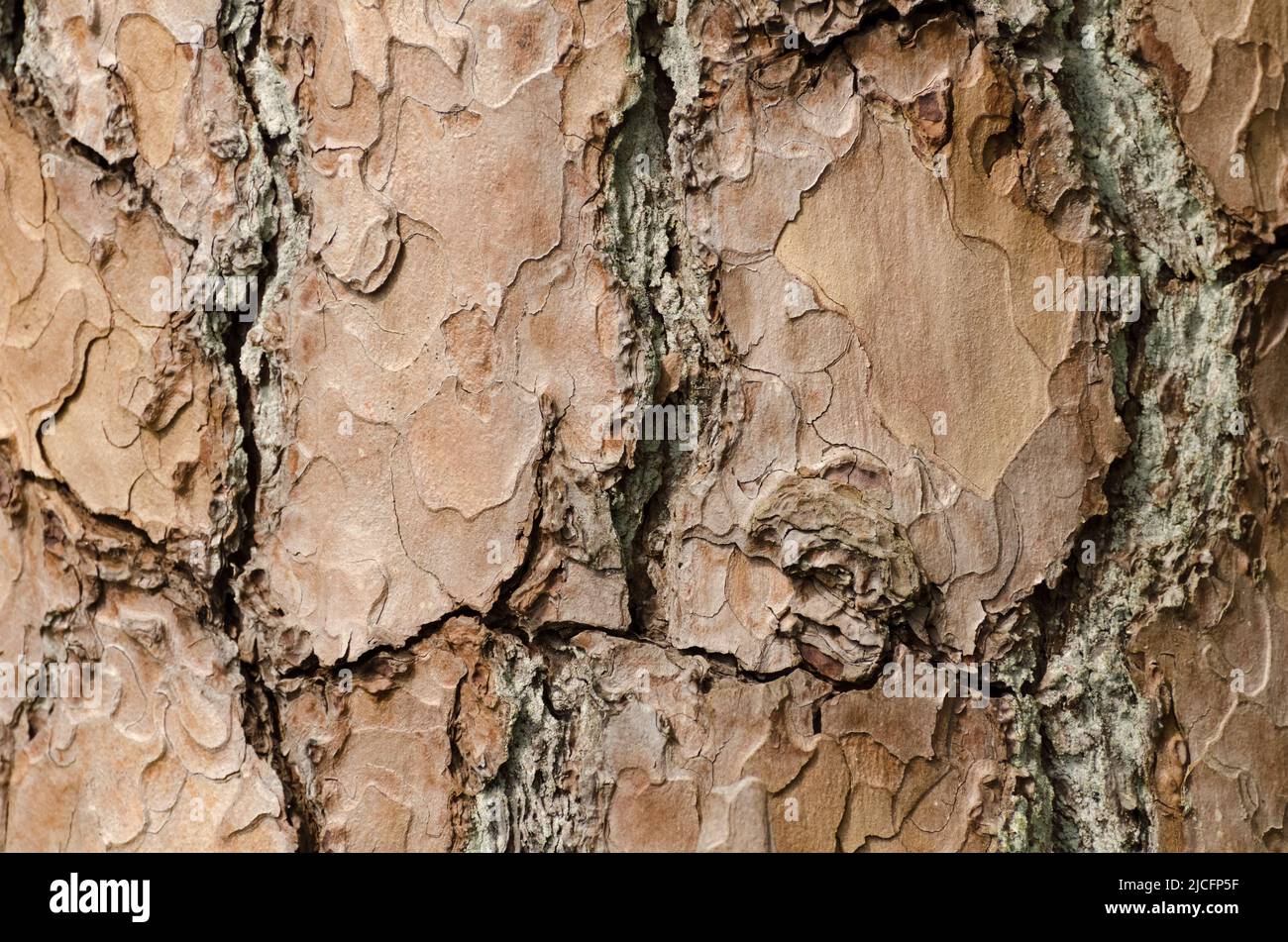 Bark of a pine tree (Conifer, Pinus, Pinoideae) with different layers ...
