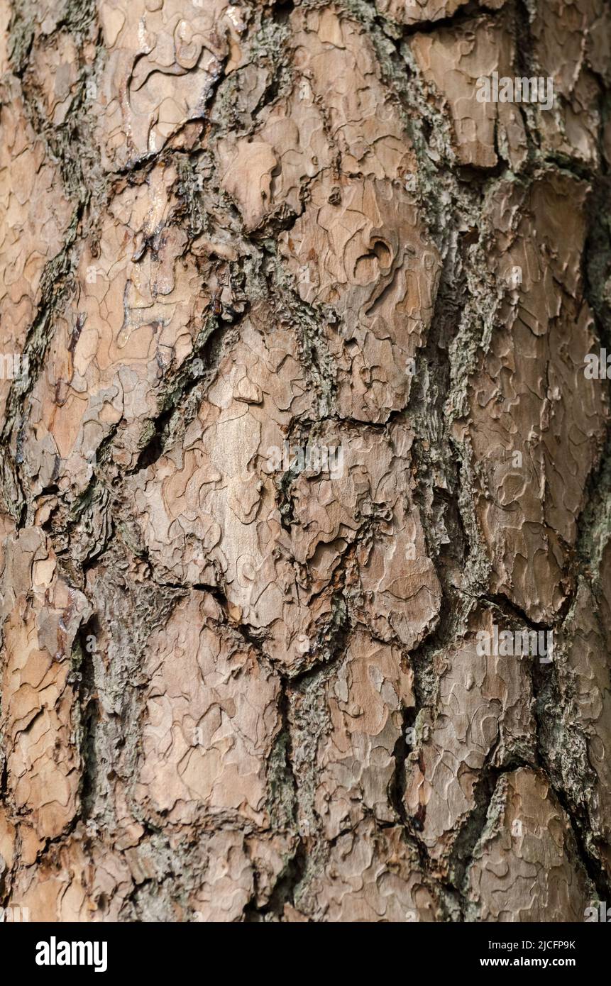 Bark of a pine tree (Conifer, Pinus, Pinoideae) with different layers ...