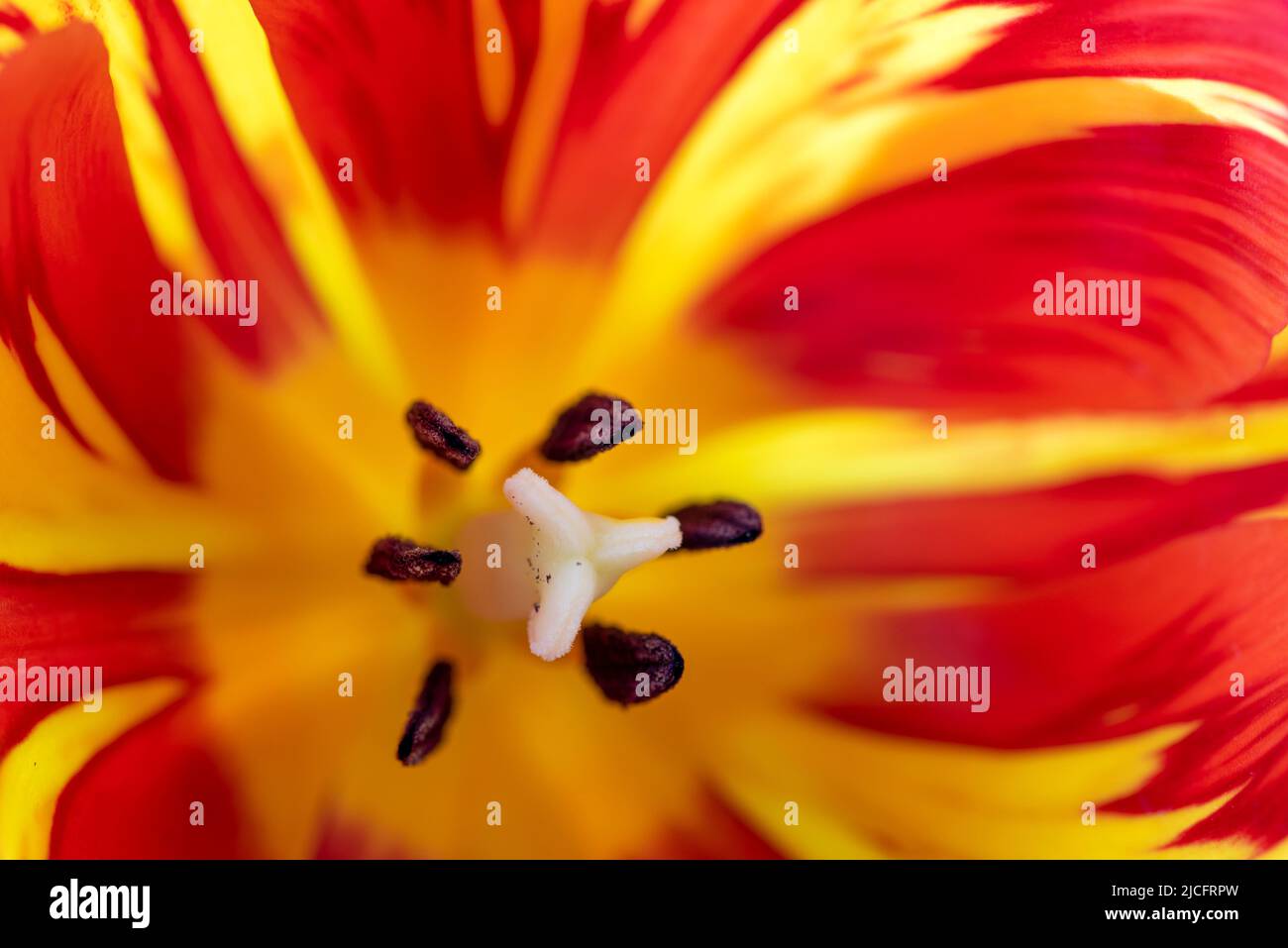 The flower of a tulip with pistil and ovary Stock Photo - Alamy