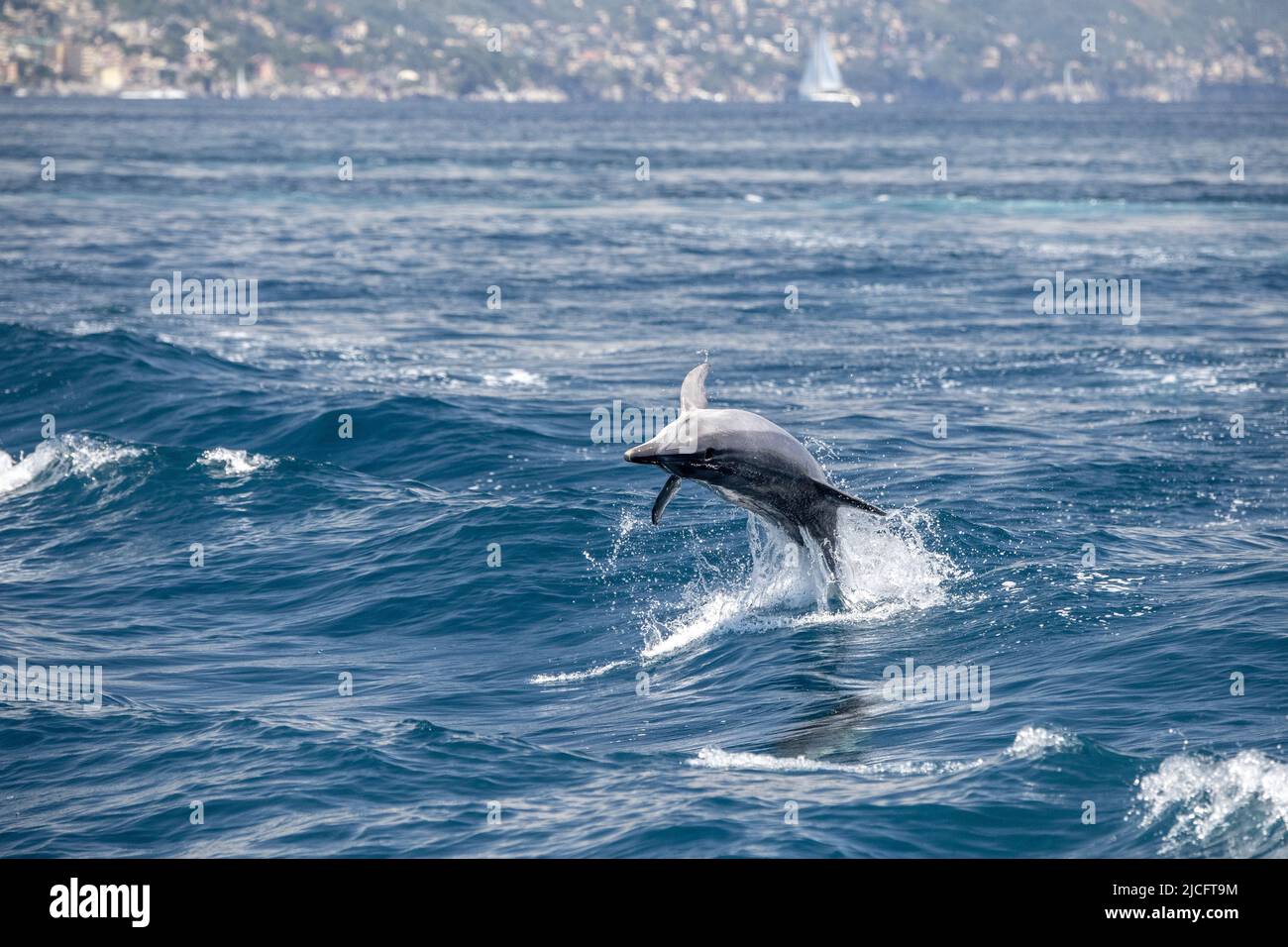 tursiop bottlenose dolphin jumping in mediterranean Genoa Ligurian sea ...