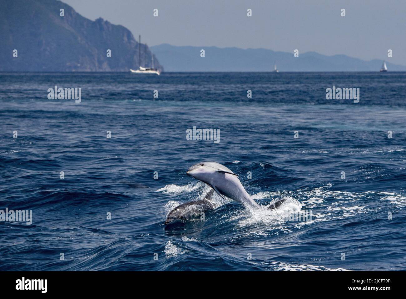 tursiop bottlenose dolphin jumping in mediterranean Genoa Ligurian sea ...