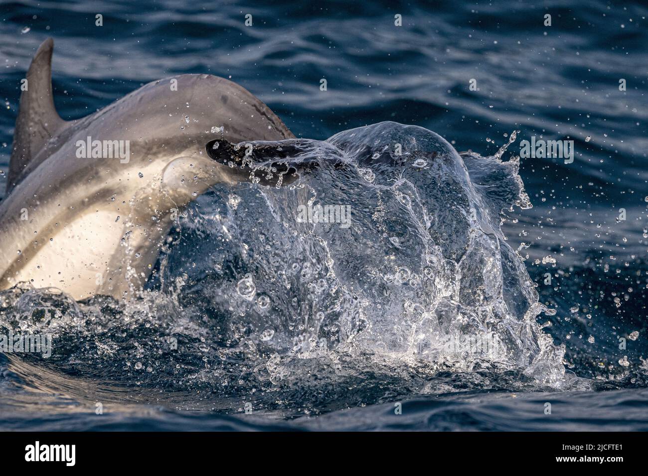 Tropical seascape wild dolphin swimming hi-res stock photography and ...