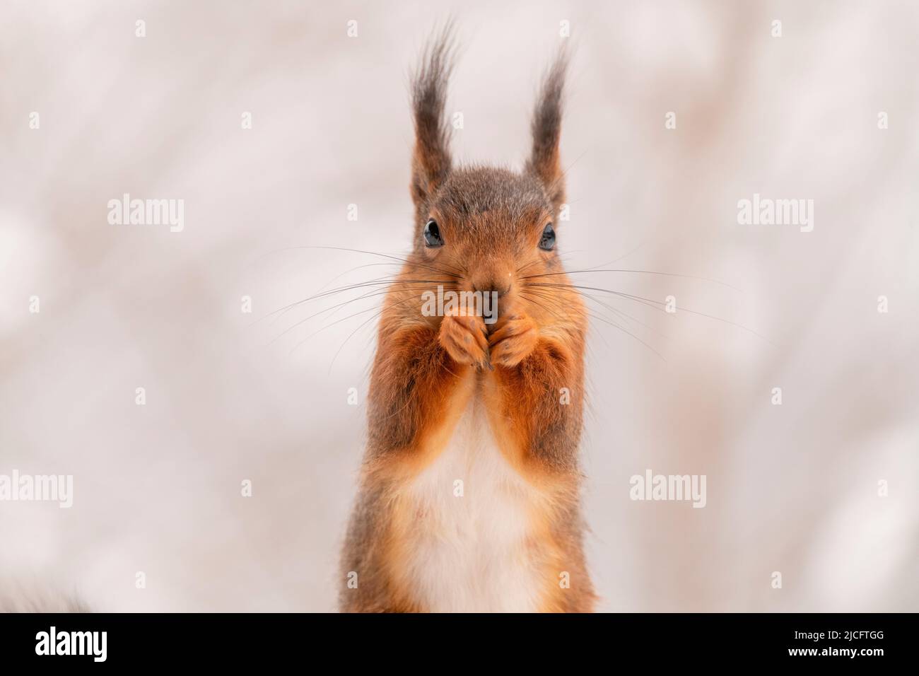 Squirrel head hi-res stock photography and images - Alamy