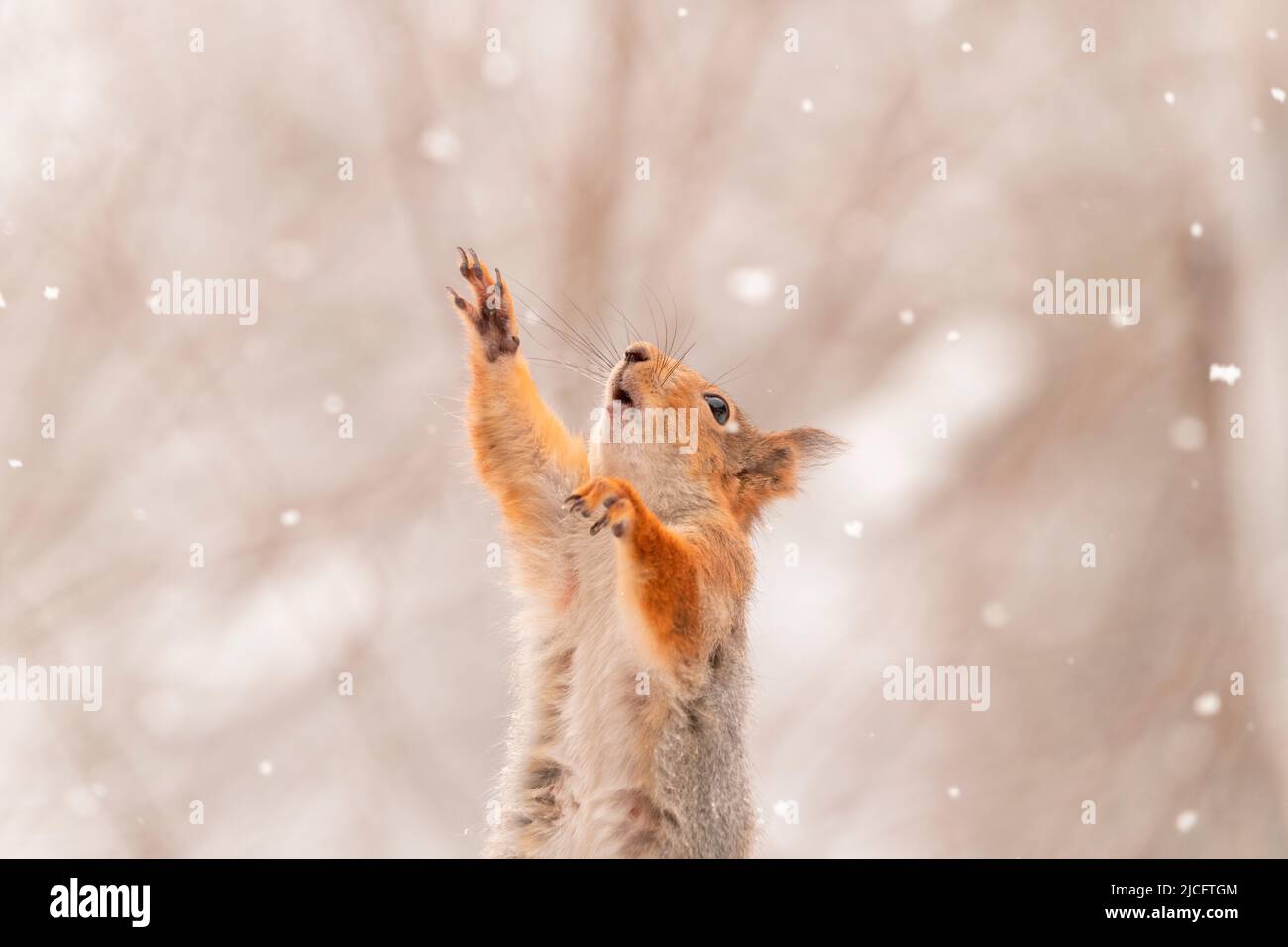 Red squirrel head hi-res stock photography and images - Alamy