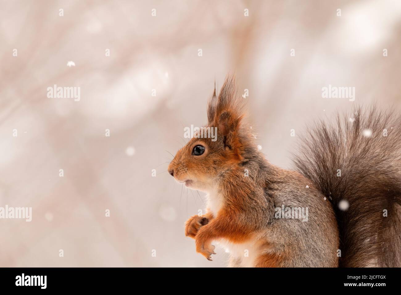 Squirrel head hi-res stock photography and images - Alamy