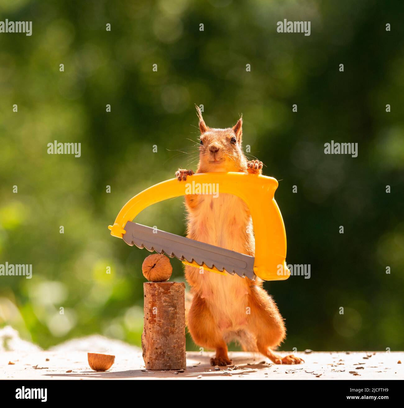 Squirrel saw hi-res stock photography and images - Alamy