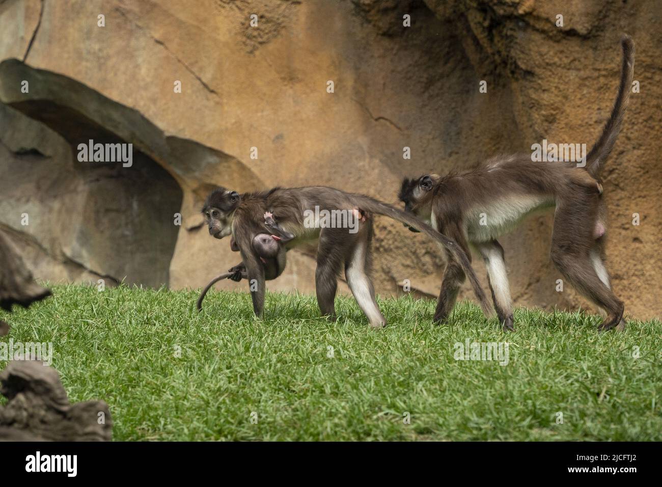 mangabey monkey ape mother and son portrait Stock Photo - Alamy