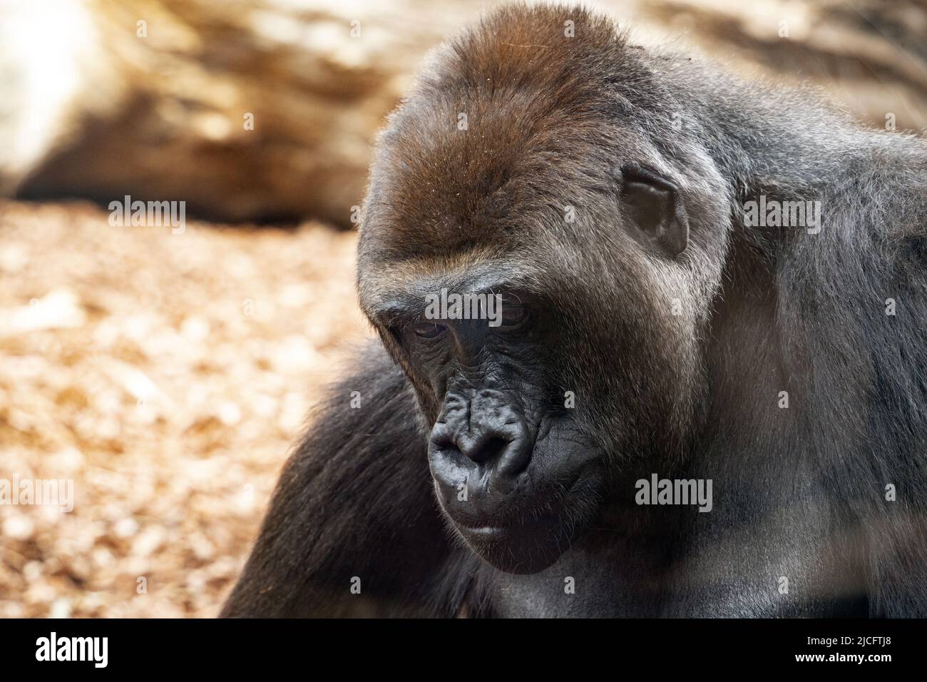 Gorilla ape mopnkey mammal portrait view Stock Photo - Alamy