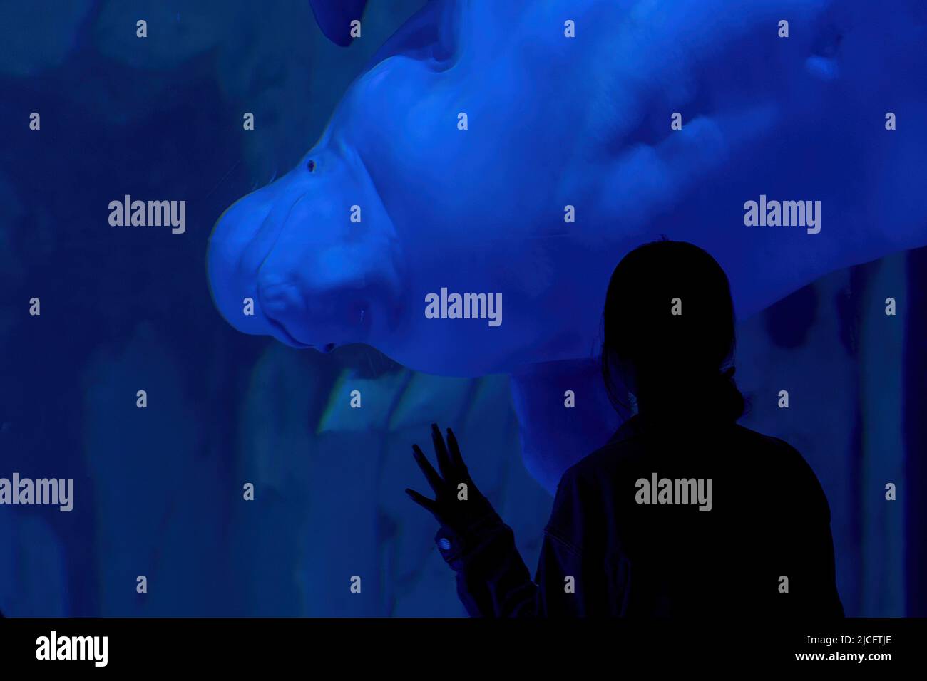 beluga in aquarium close up detail Stock Photo - Alamy