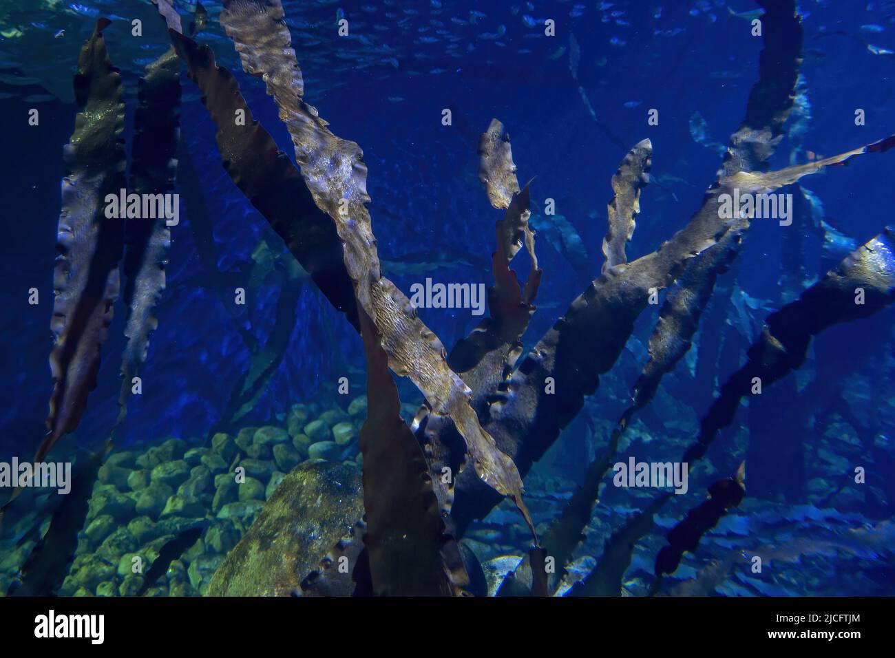 Giant kelp scuba hi-res stock photography and images - Alamy