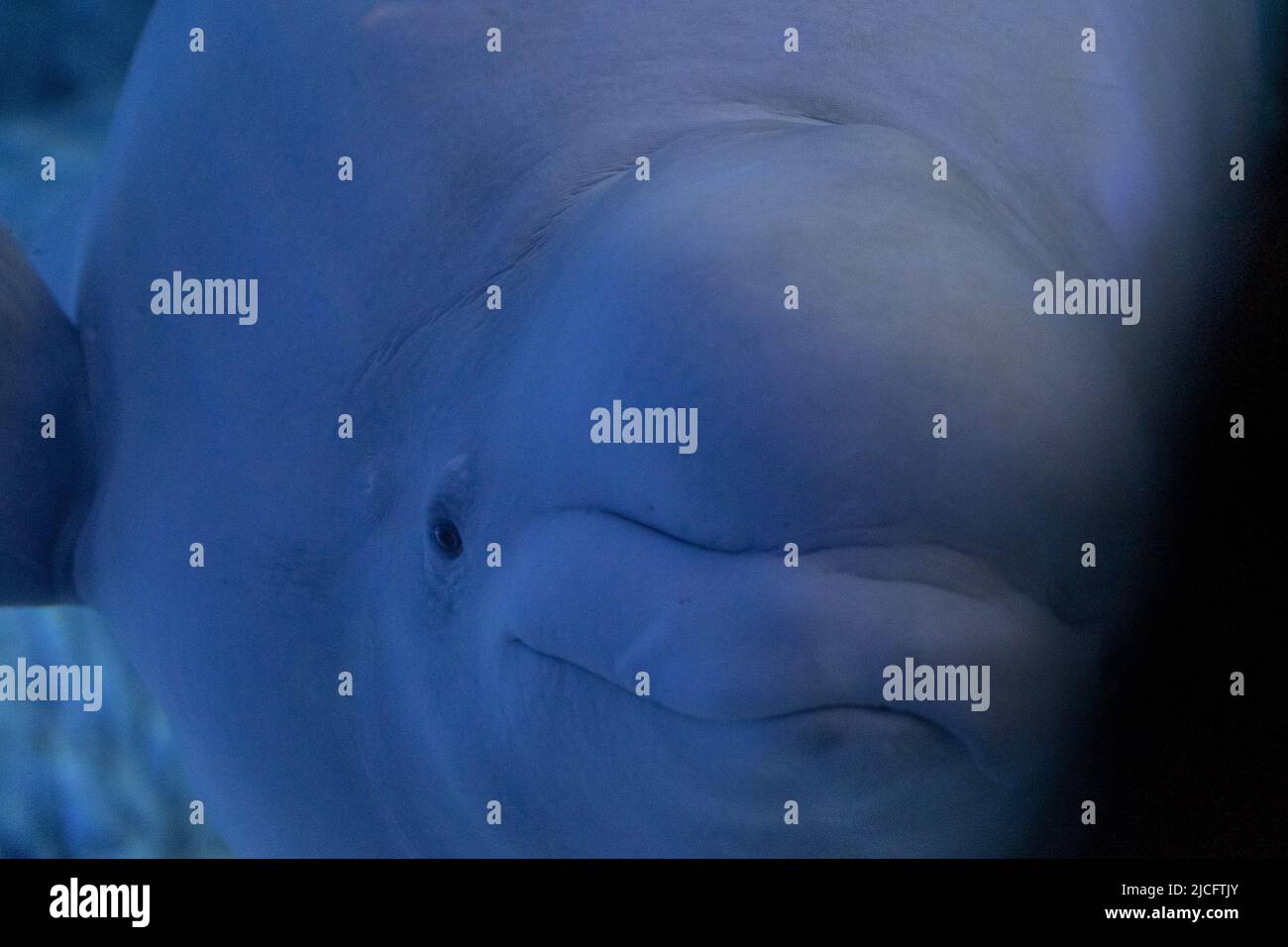 beluga in aquarium close up detail Stock Photo - Alamy
