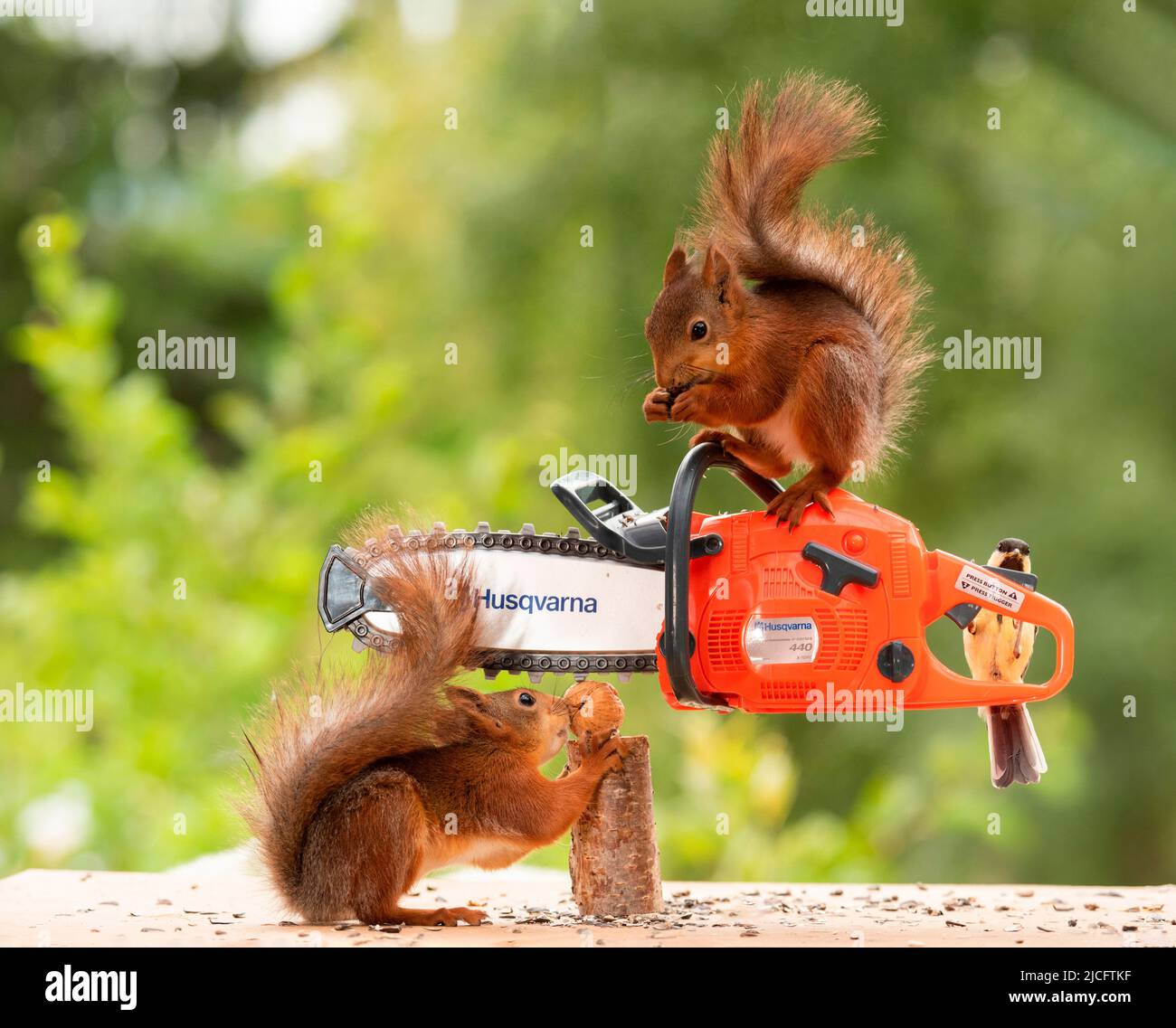 Squirrels With Chainsaws