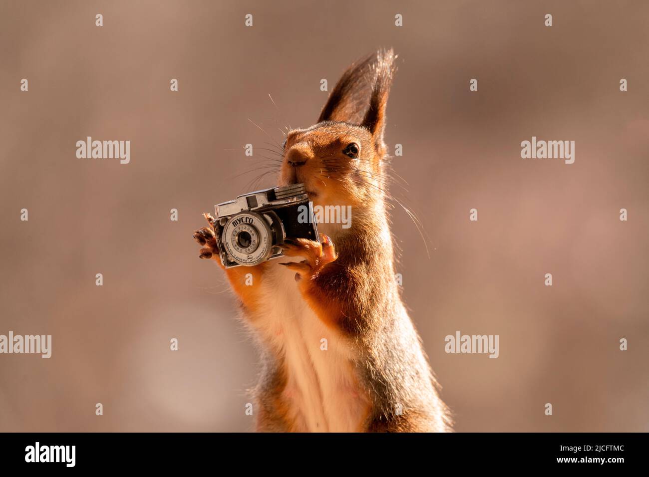 Picture of a squirrel hi-res stock photography and images - Alamy