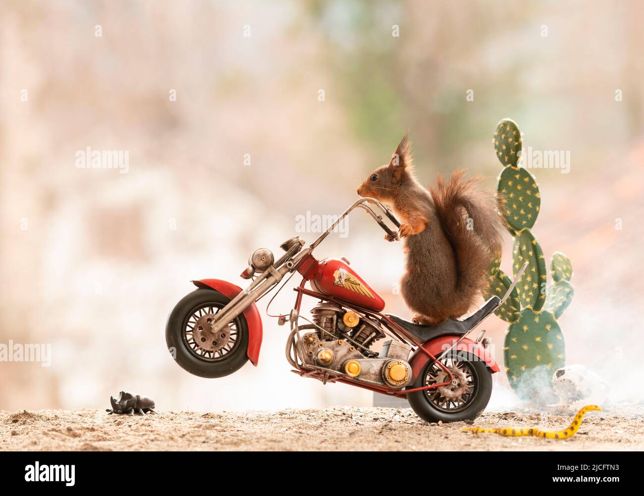 Squirrel motorcycle hi-res stock photography and images - Alamy