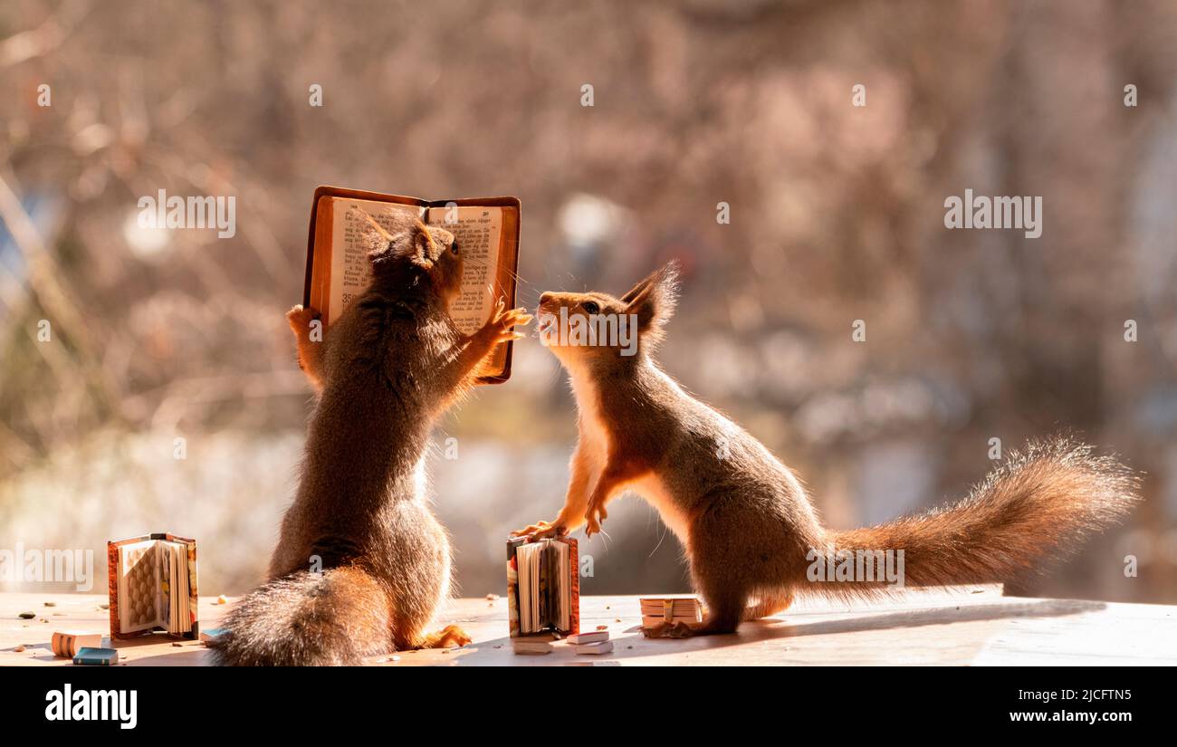 Red squirrels are holding an book hi-res stock photography and images ...