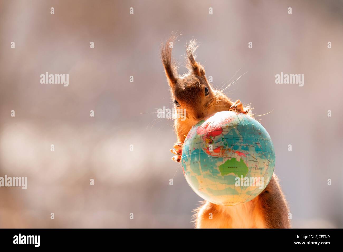 red squirrels are holding a round window frame with earth globe Stock ...