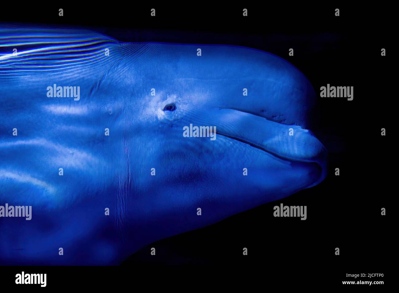 Beluga whale close up hi-res stock photography and images - Alamy