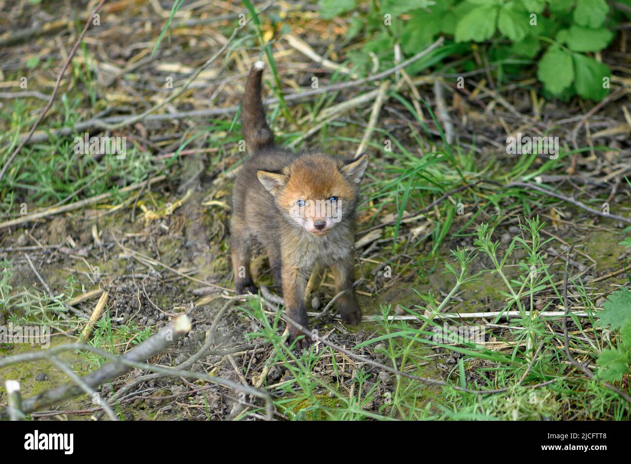 Germany, Baden-Württemberg, red fox (Vulpes vulpes), fox cub at its fox ...