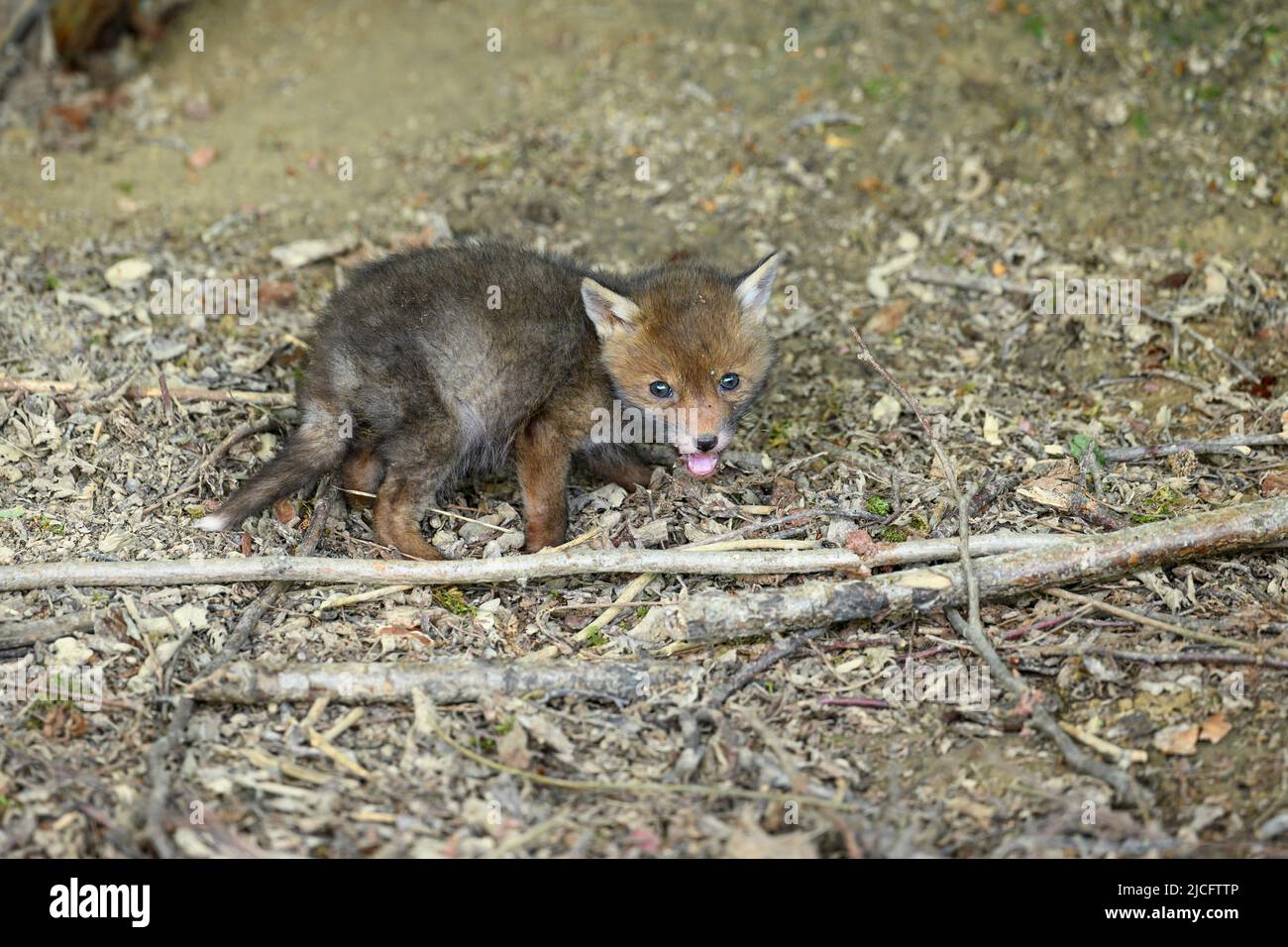 Fox den area hi-res stock photography and images - Alamy