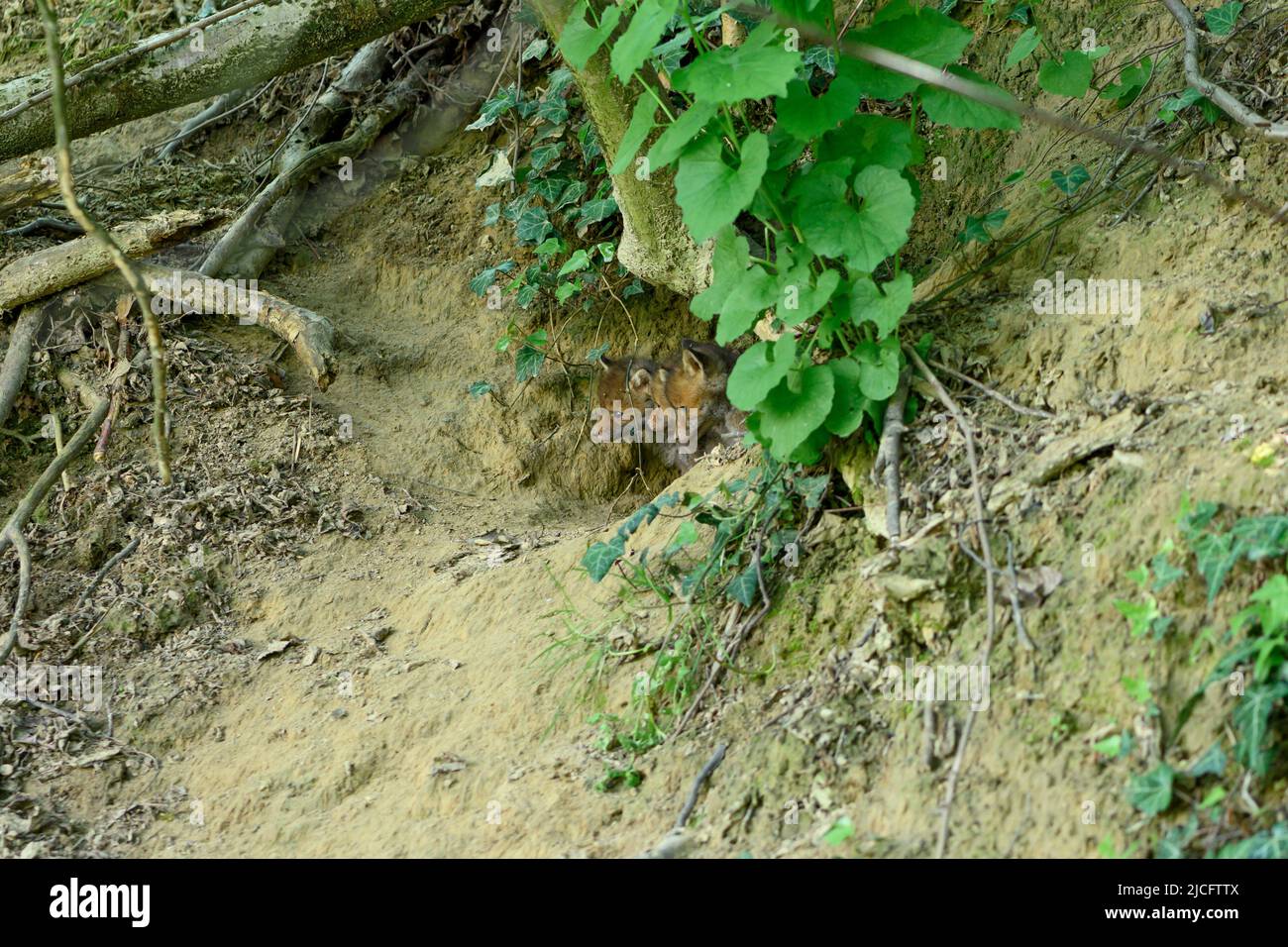 Foxes by the burrow den hi-res stock photography and images - Alamy