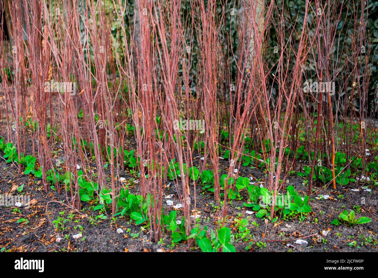 Pea plant support hi-res stock photography and images - Alamy
