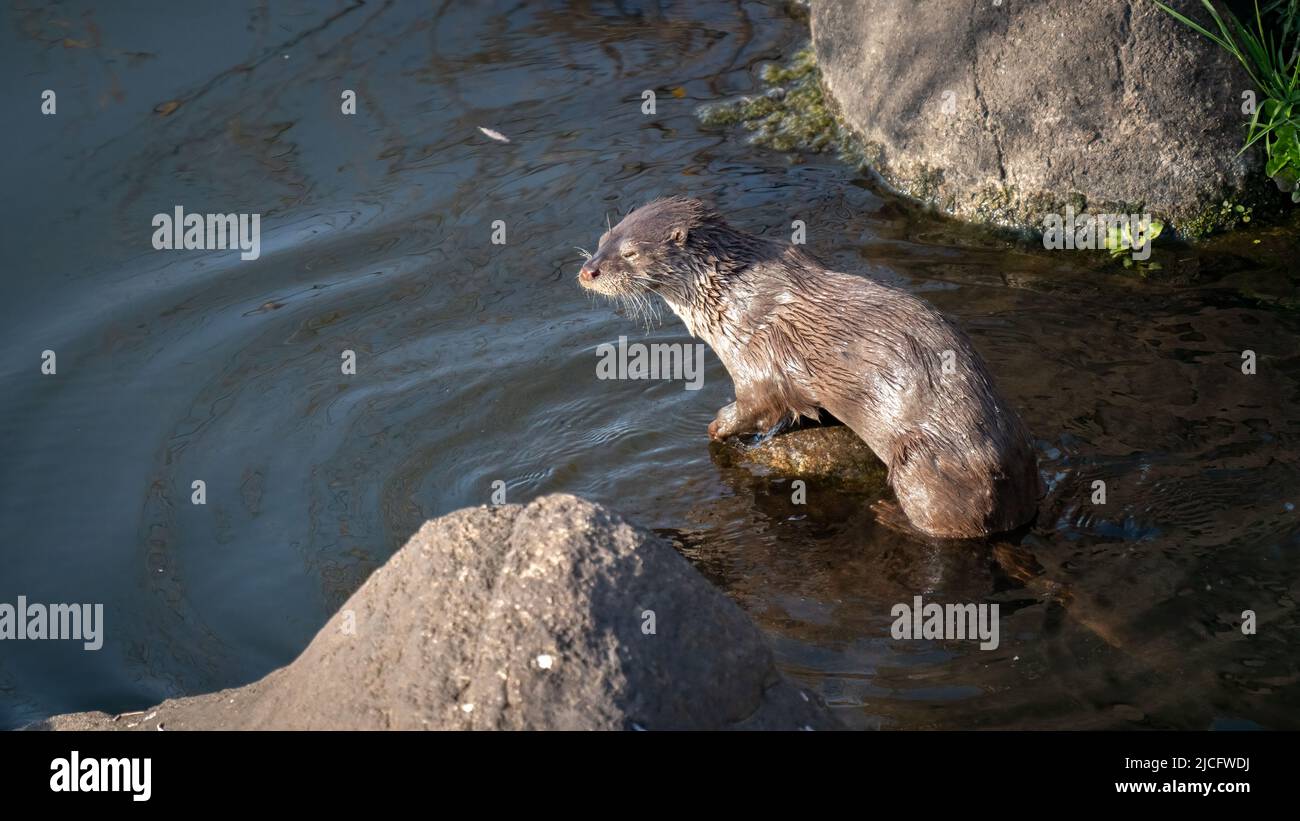 River otter over the water, top view Stock Photo - Alamy