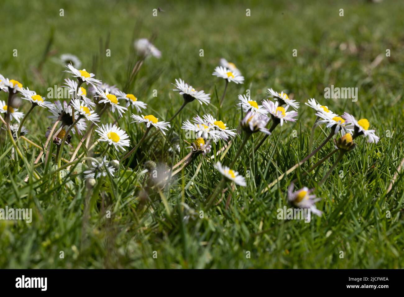 Beautiful daisies in meadow hi-res stock photography and images - Alamy