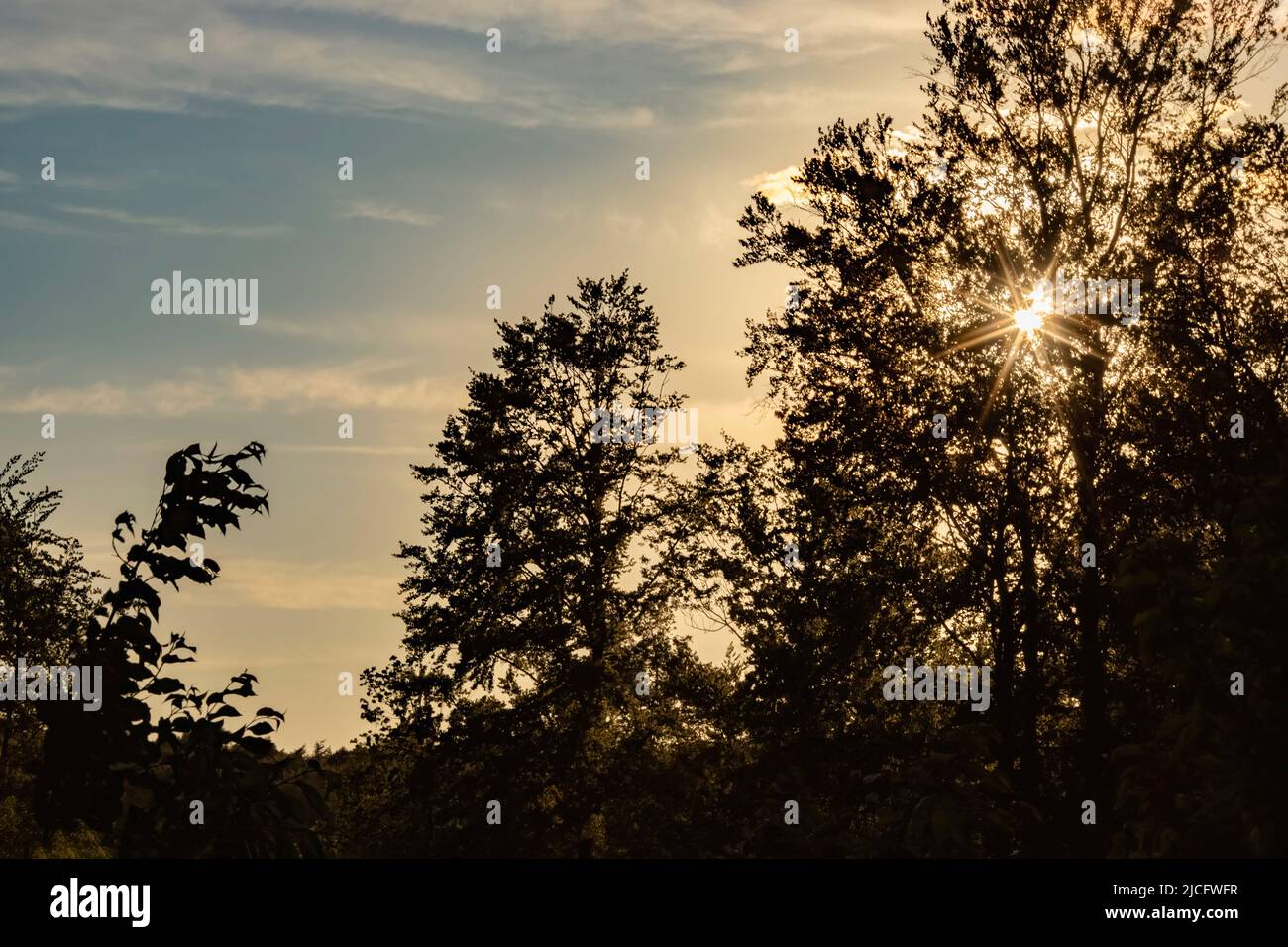 Sunset. Sun rays between the trees Stock Photo - Alamy