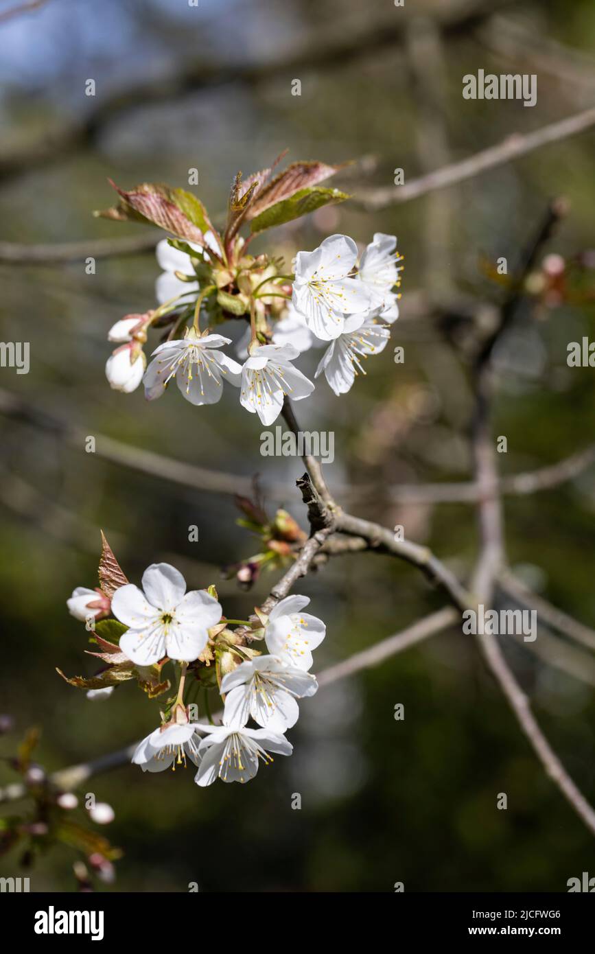 Knotty branch with white apple blossom in Germany Stock Photo - Alamy