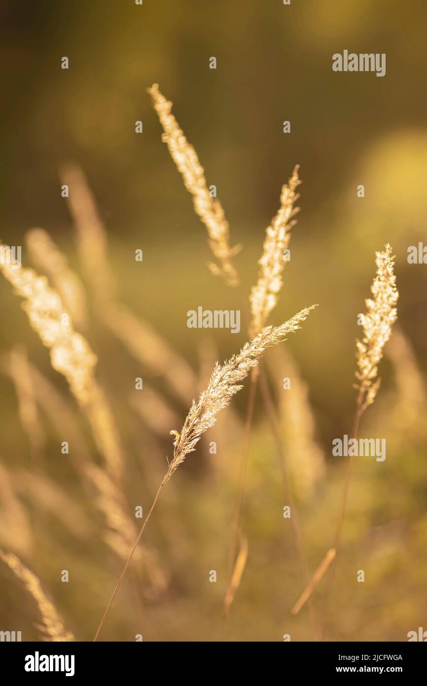 Grasses bathed in golden light Stock Photo - Alamy