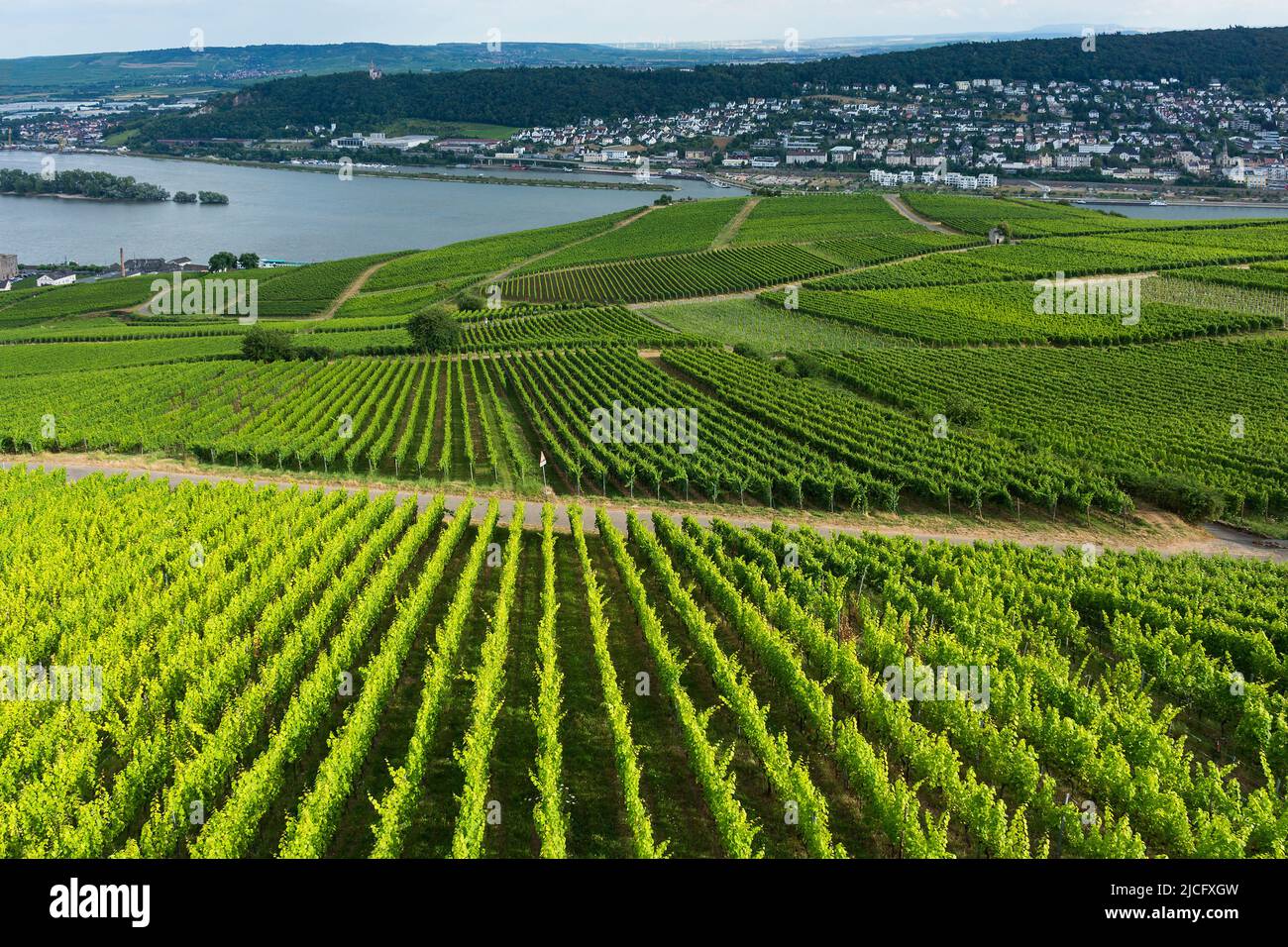 Germany, Hesse, Rheingau, Niederwald, part of the UNESCO World Heritage ...