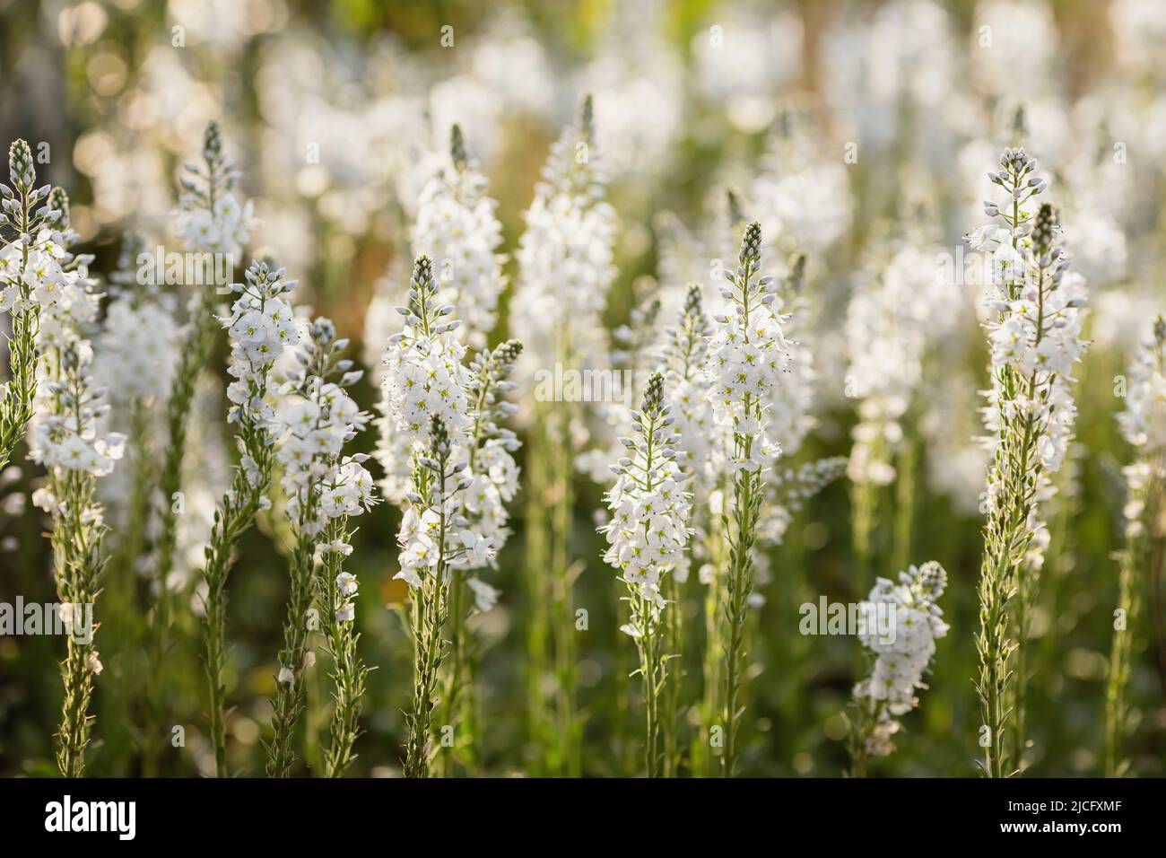 spiked speedwell, Veronica spicata, white Stock Photo - Alamy