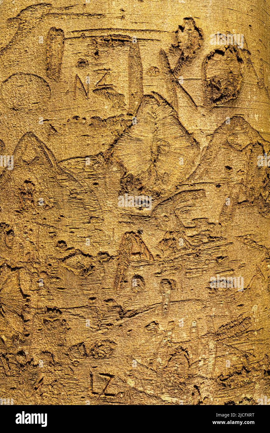 Tree trunk with hieroglyphics Stock Photo - Alamy