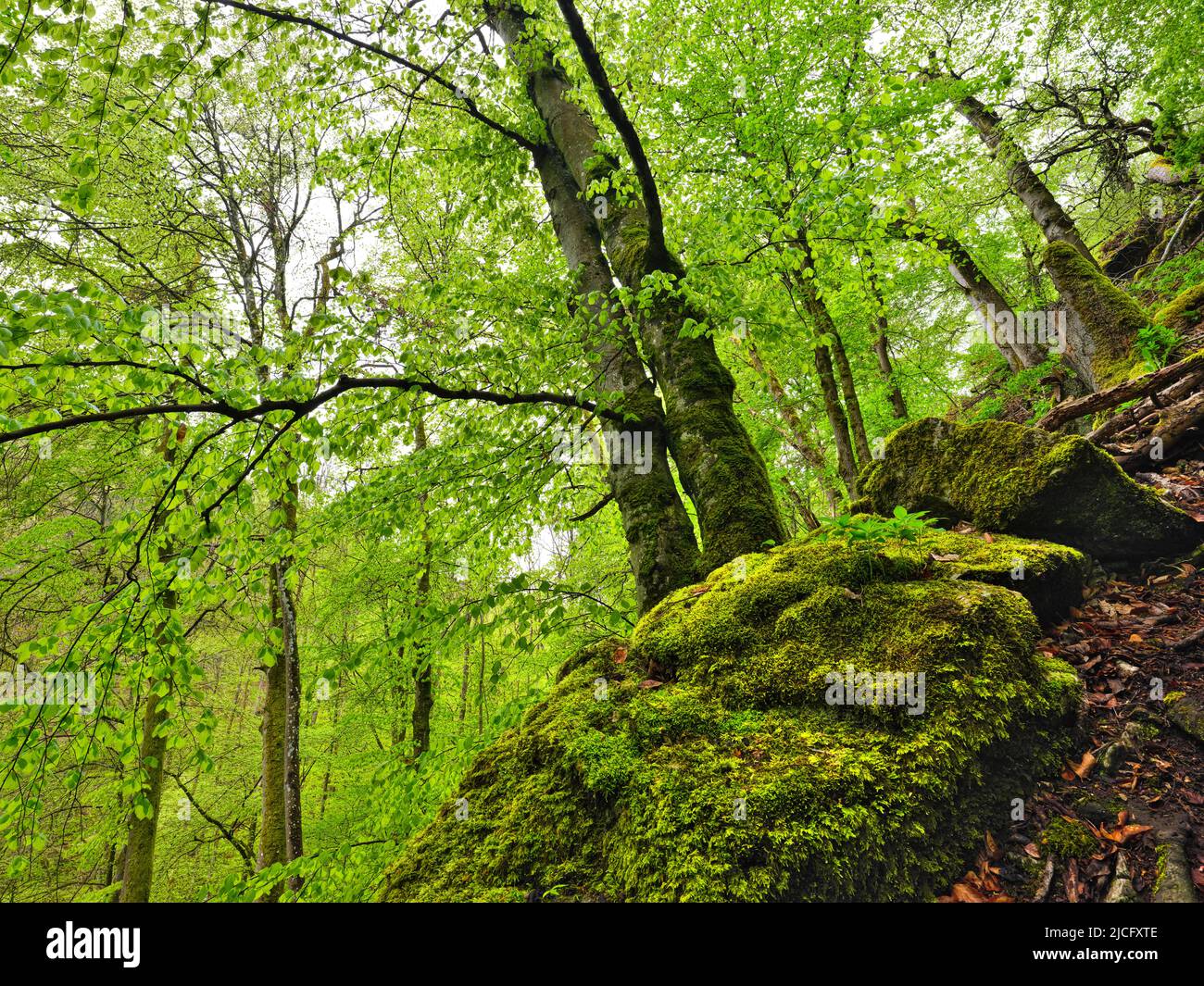 Westerwald steep path hi-res stock photography and images - Alamy