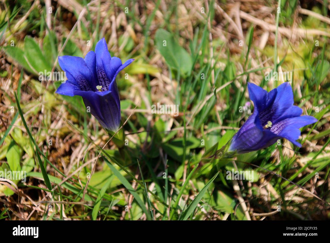 Gentians on meadow hi-res stock photography and images - Alamy