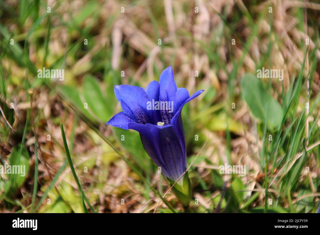 Gentians on meadow hi-res stock photography and images - Alamy